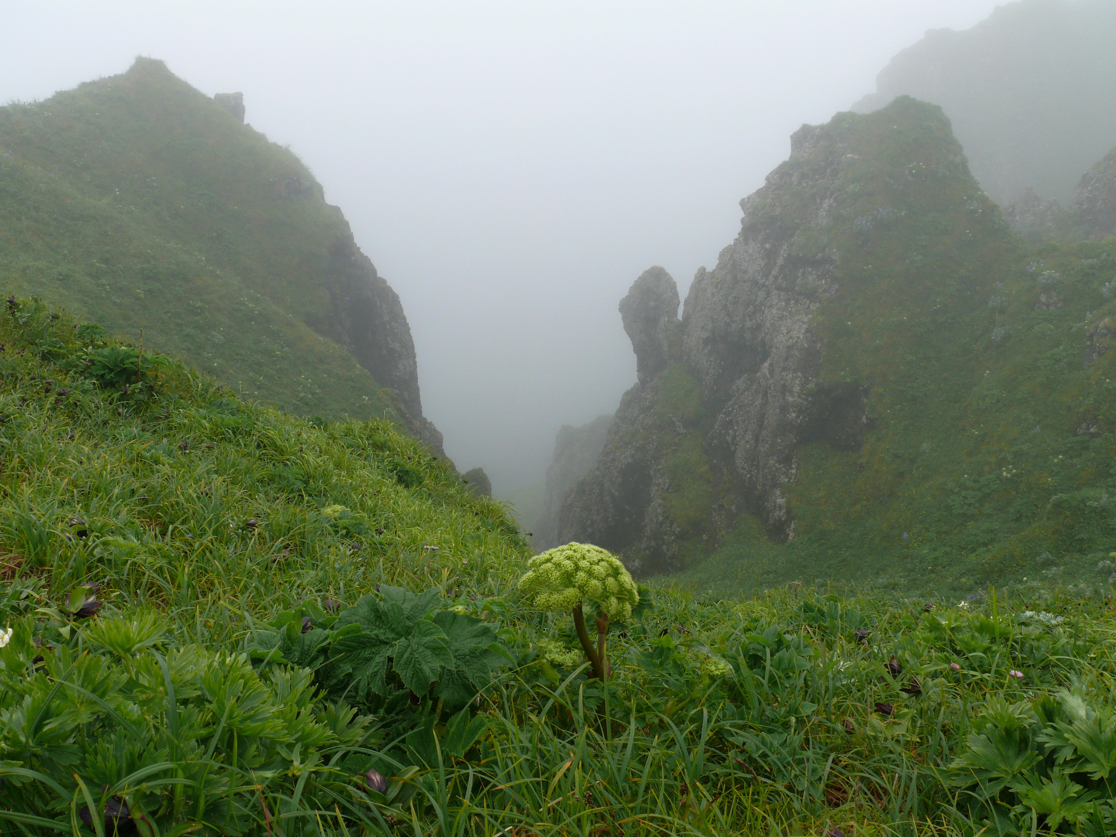 Kiska Island, July 2008