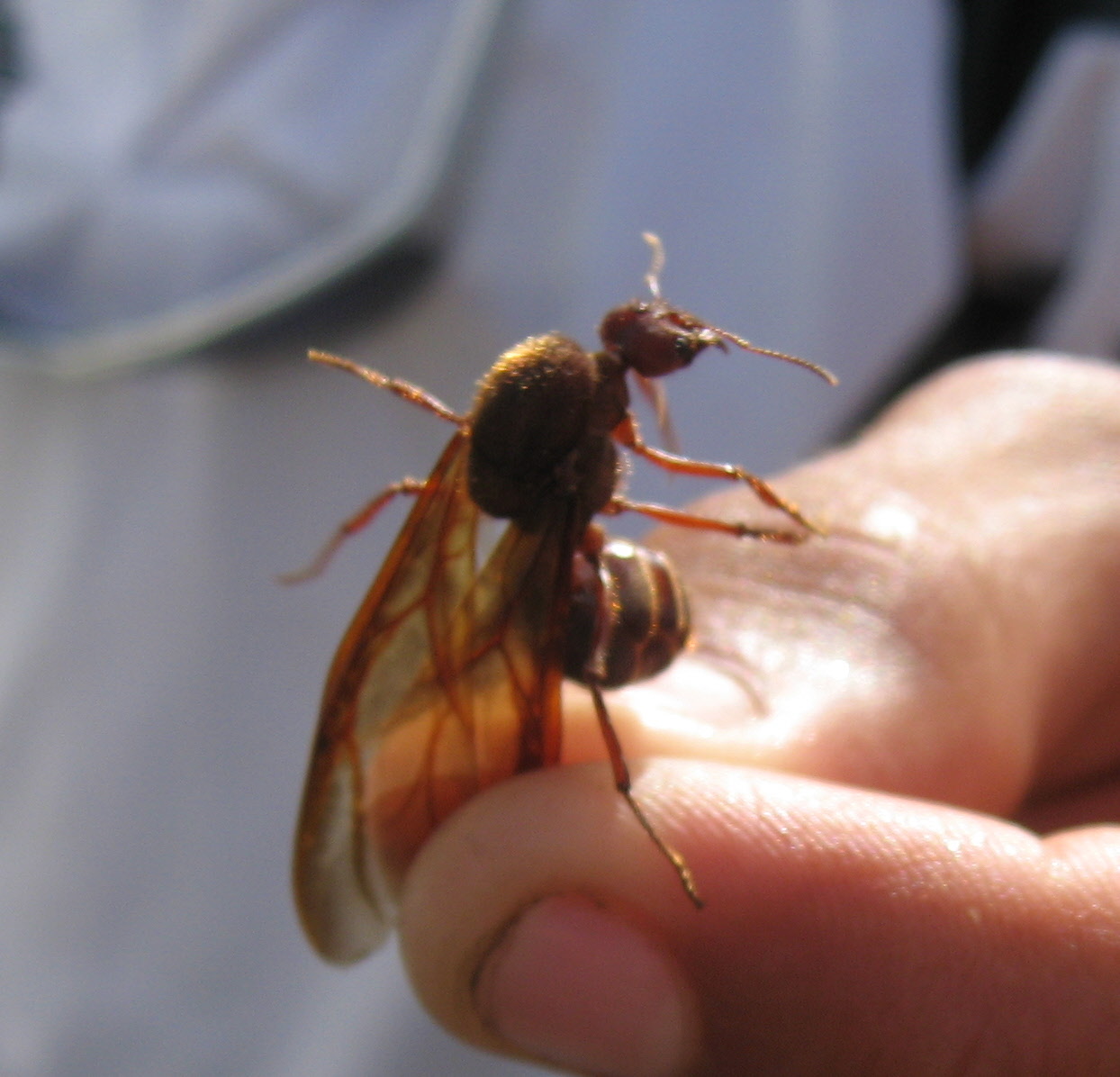 An edible bug from Guatemala, taken in June : r/whatsthisbug