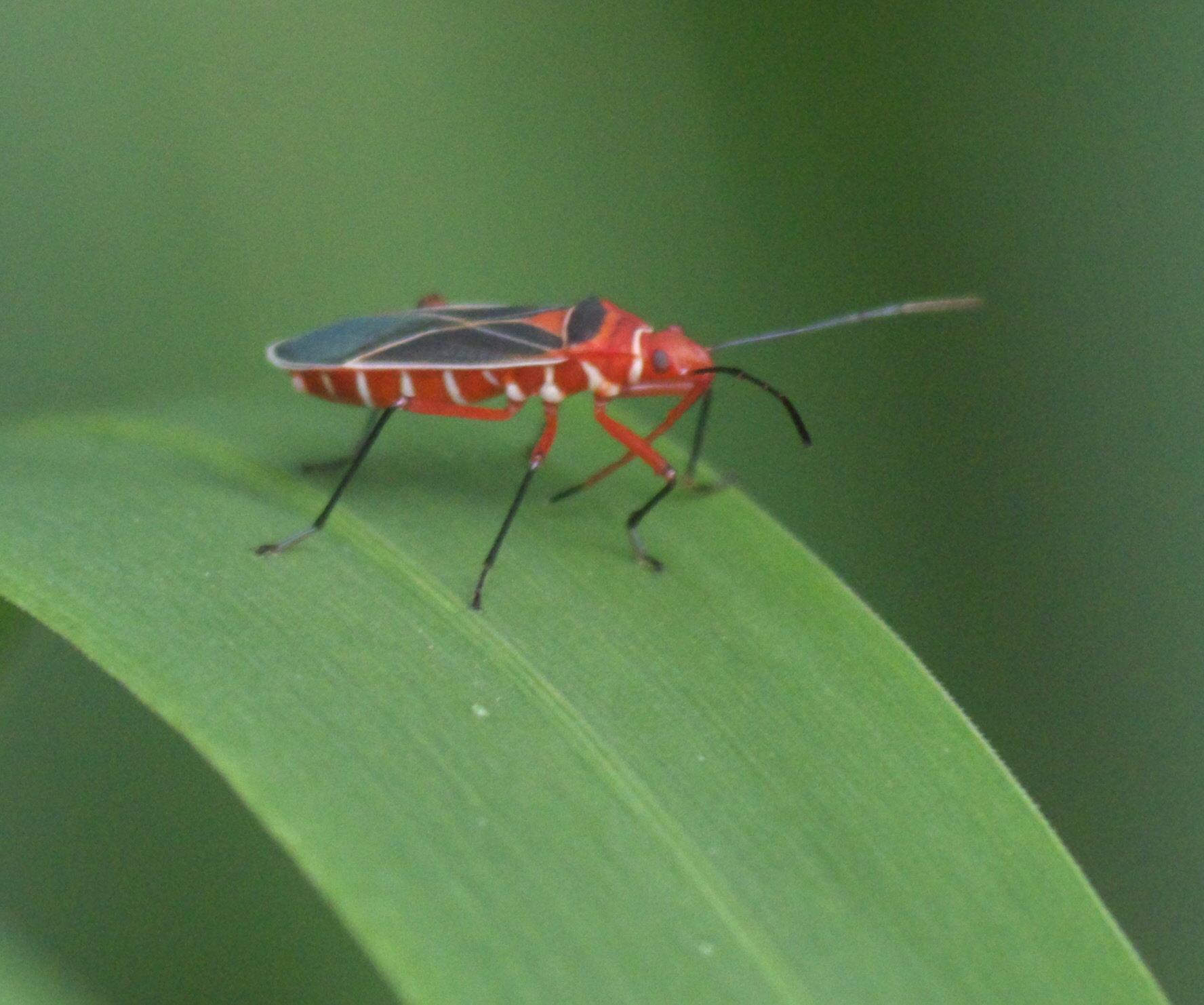 A red and black bug from Cuba, last June. : r/whatsthisbug